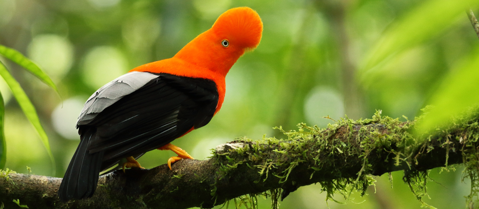 Tres increíbles rutas para realizar avistamiento de aves, aves, | Y tú qué planes?